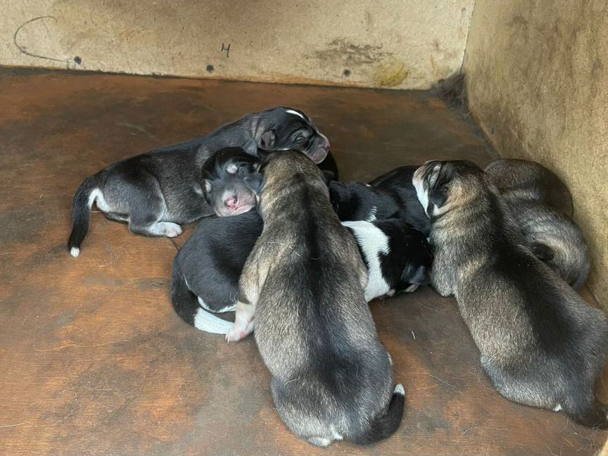 Щенки хаски