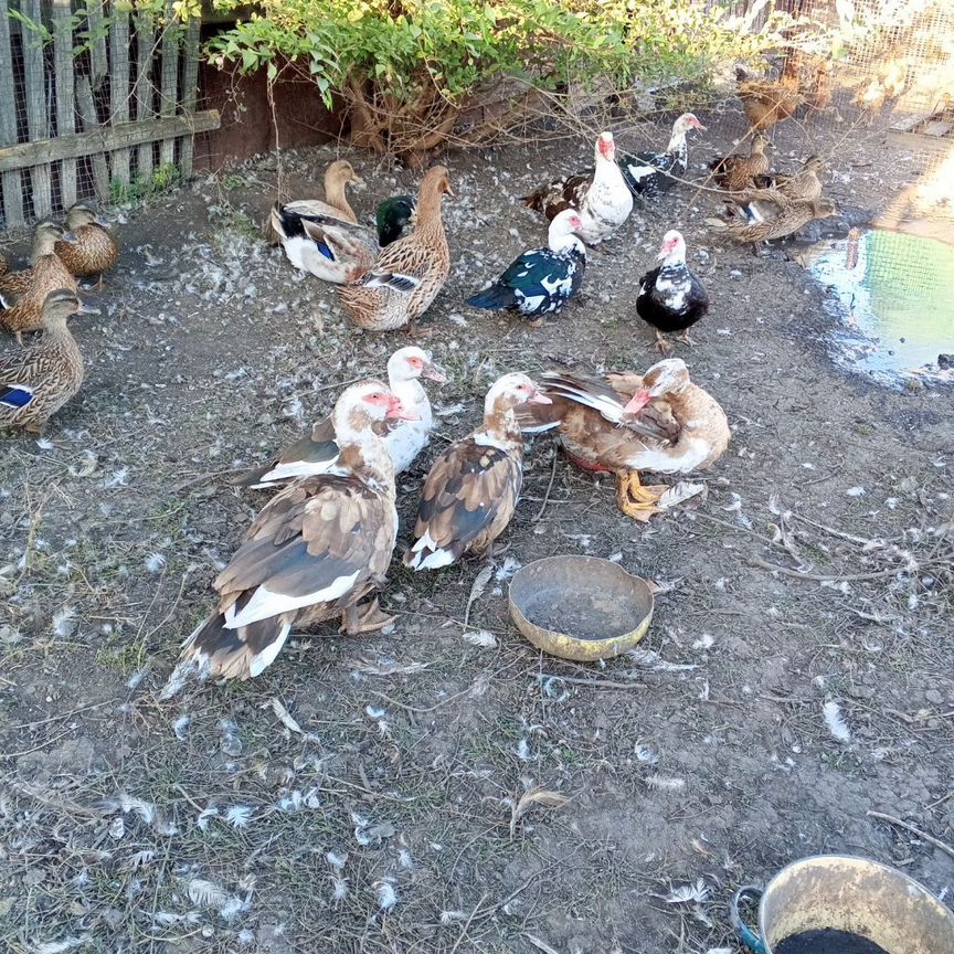 Мускусные утки