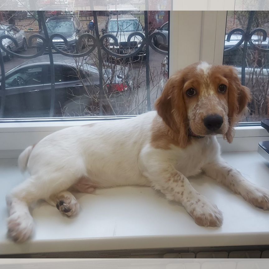 Русский охотничий спаниель, щенок