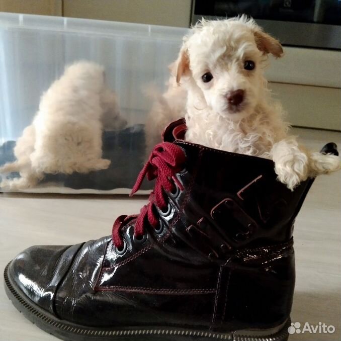 Белые щенки карликового пуделя