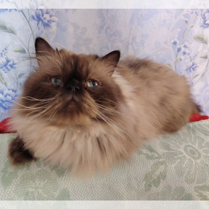Персидский, взрослый кот