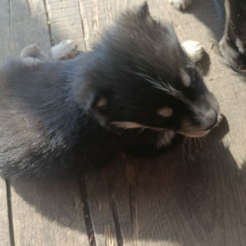 Аляскинский маламут, щенок