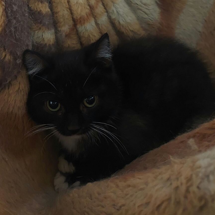 Кошка котёнок в добрые руки