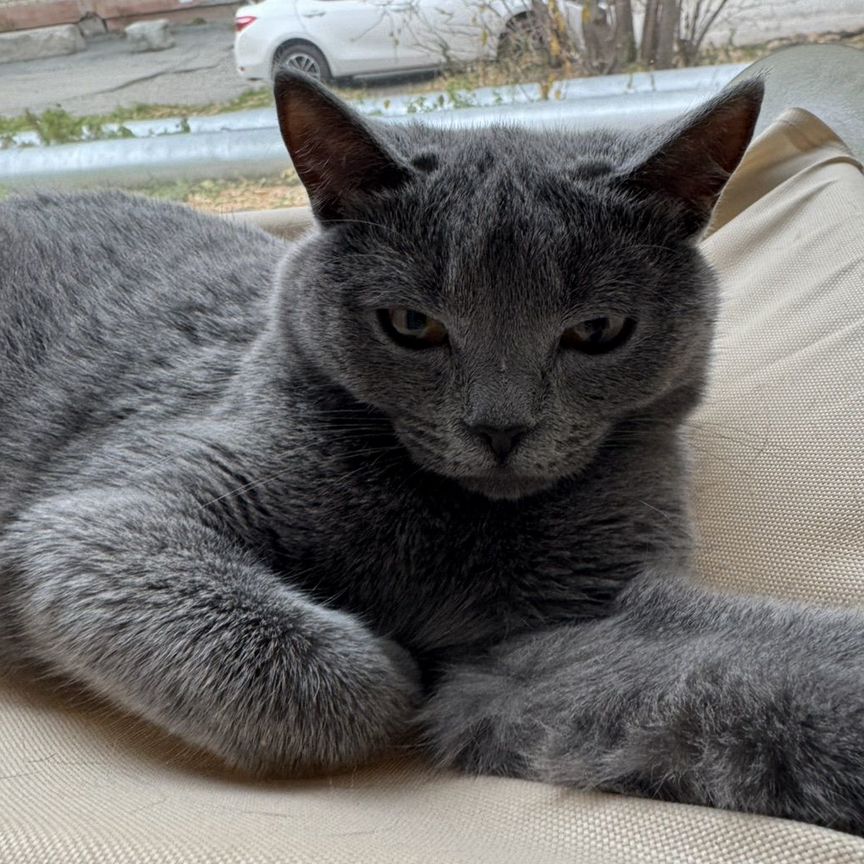 Британская короткошёрстная кошка, взрослая