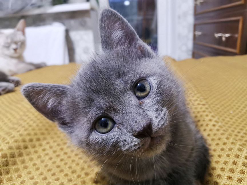 Шотландские котята