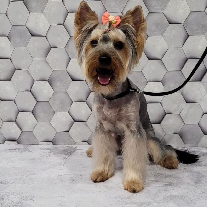 Йоркширский терьер