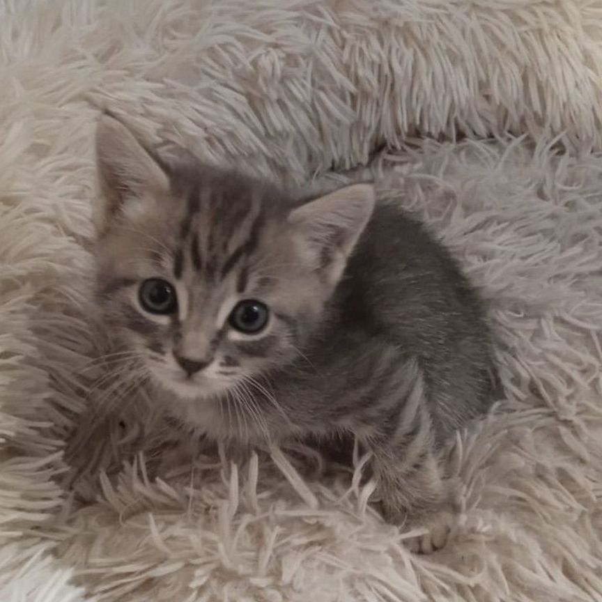 Русский голубой котёнок