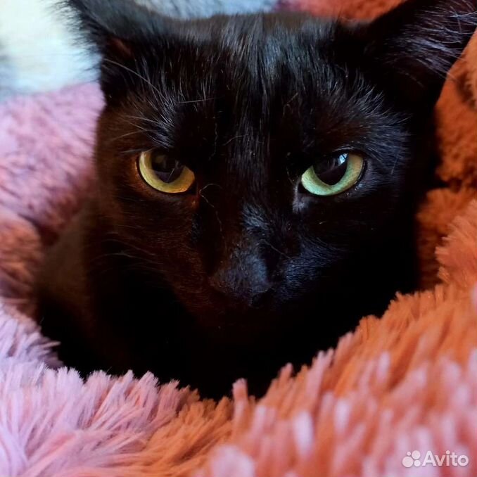 Кошки мальчик в добрые руки бесплатно