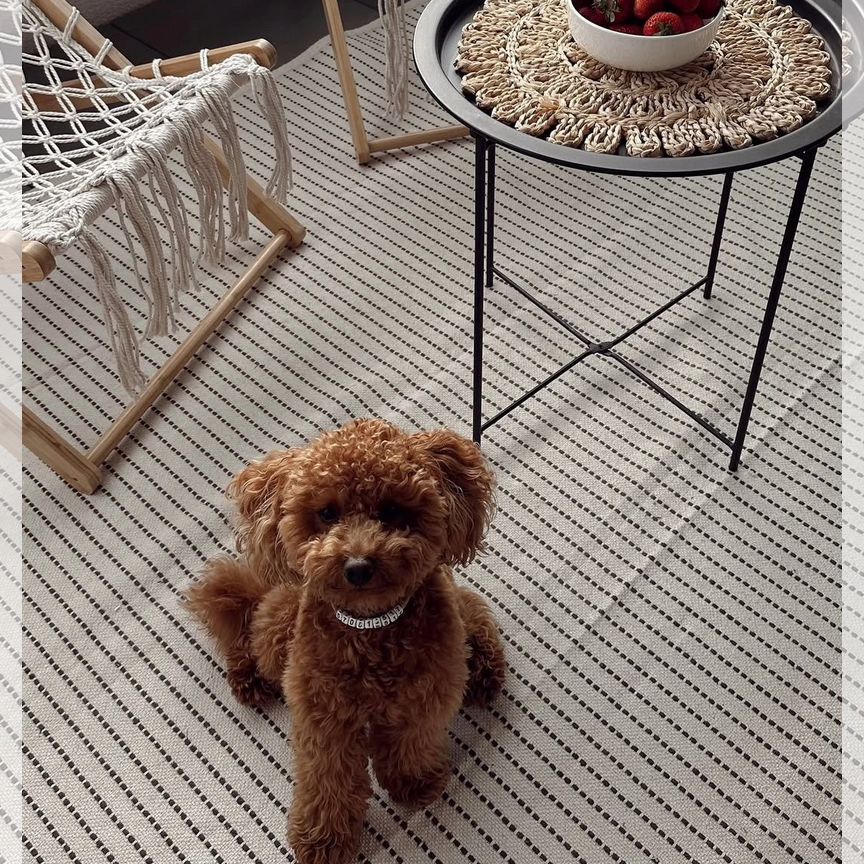 Той-пудель, щенок