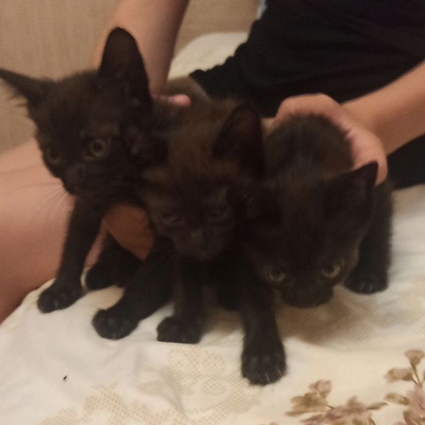 Котята в добрые руки бесплатно вислоухие