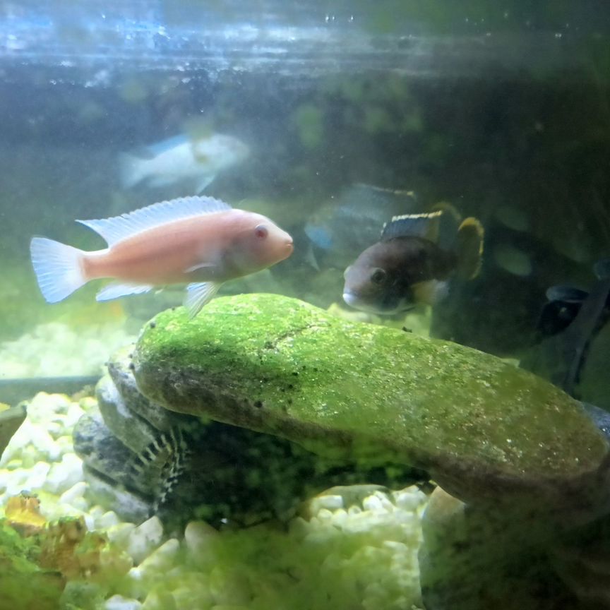 Отдам рыбки