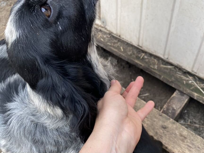 Щенки помесь мать русский спаниель