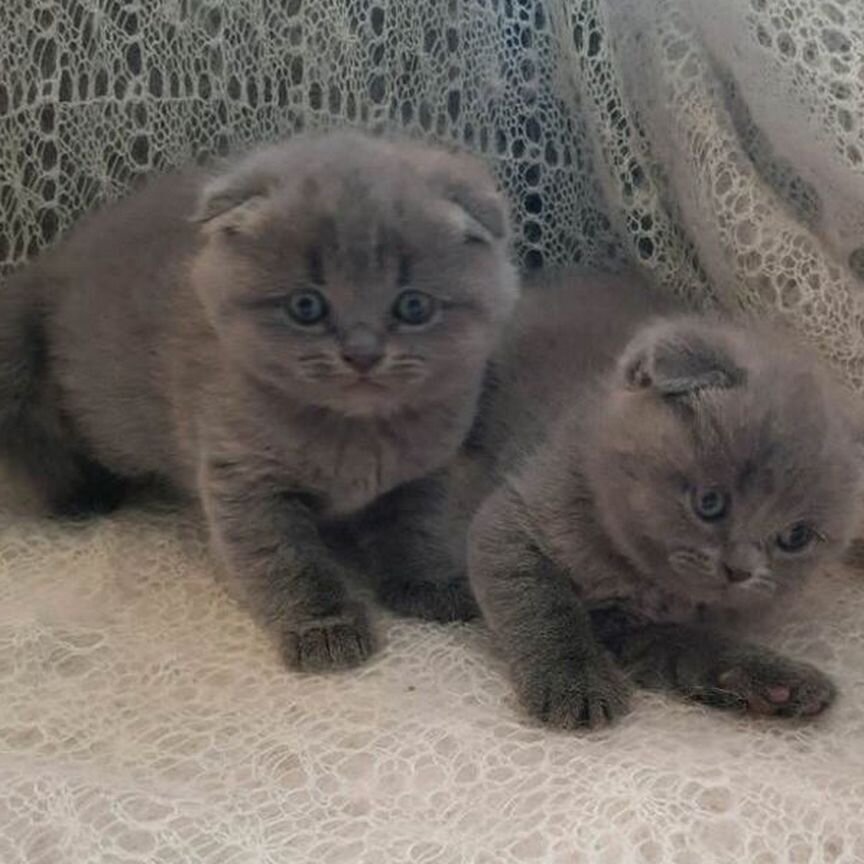 Шотландский вислоухий короткошёрстный котёнок