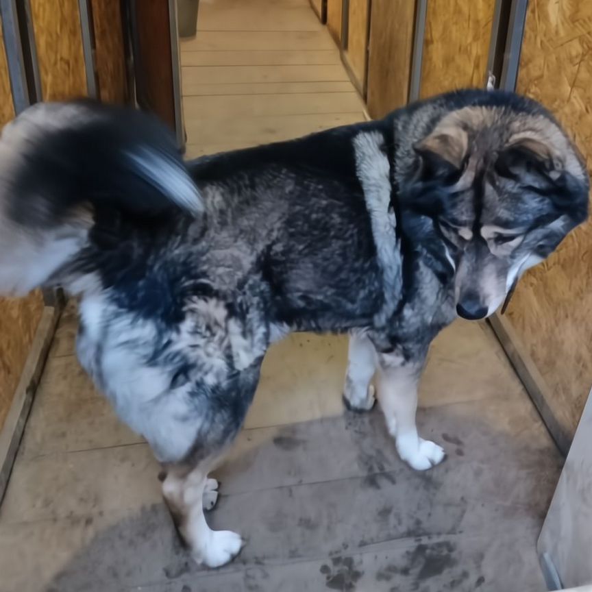 Взрослый пёс в добрые руки