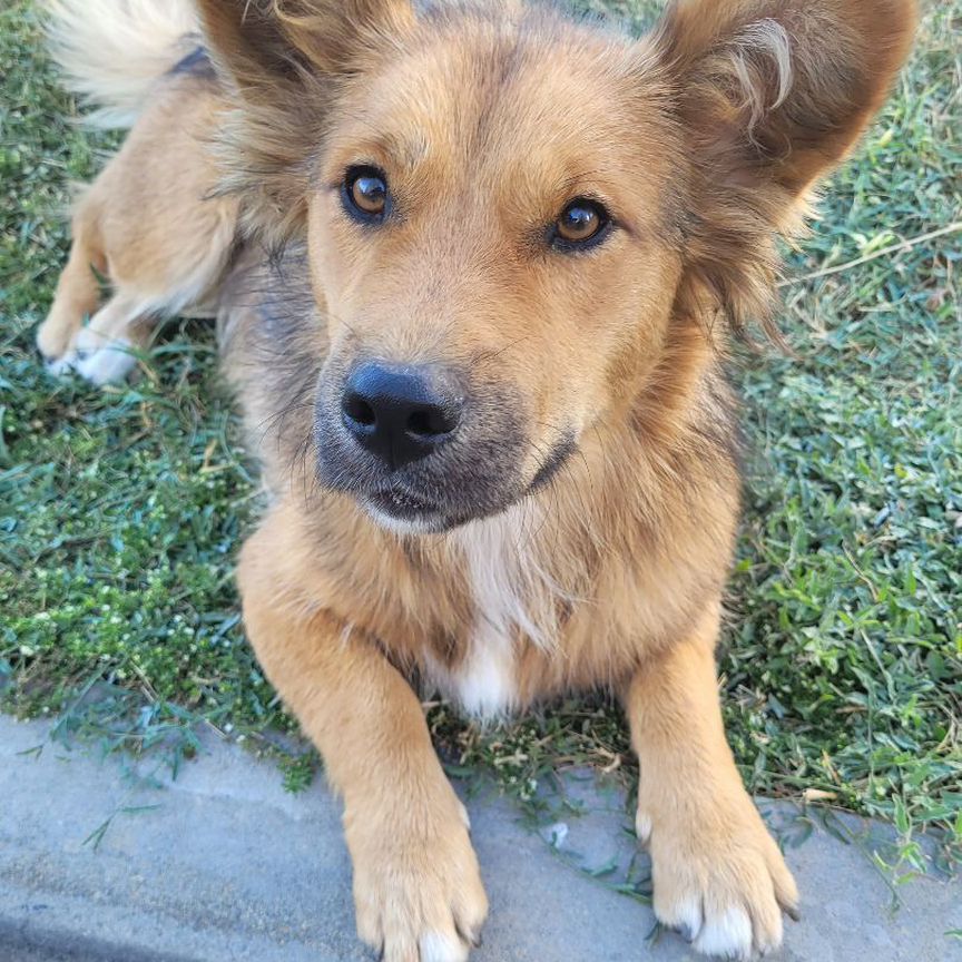 Собака в добрые руки