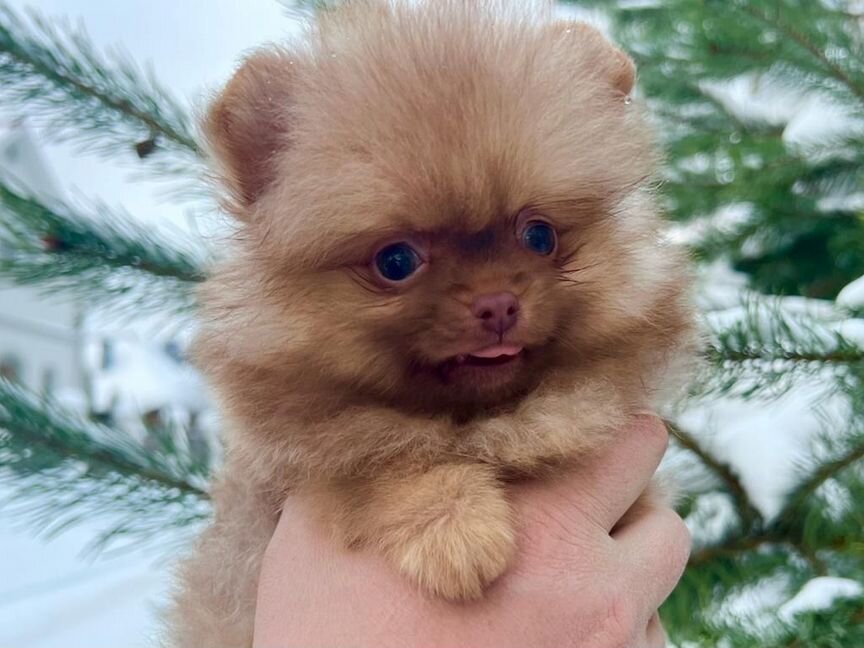 Кукольный малыш к Новому году