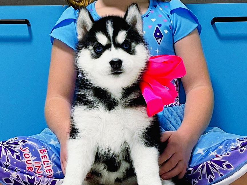 Хаски суперррклассныые Щеночки тут - Разные Окрасы