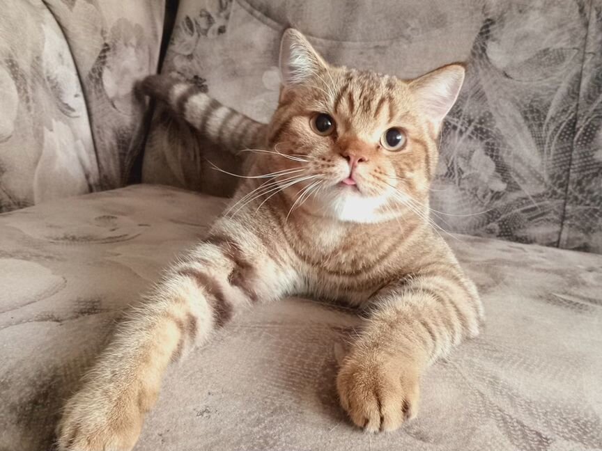 Британские котики