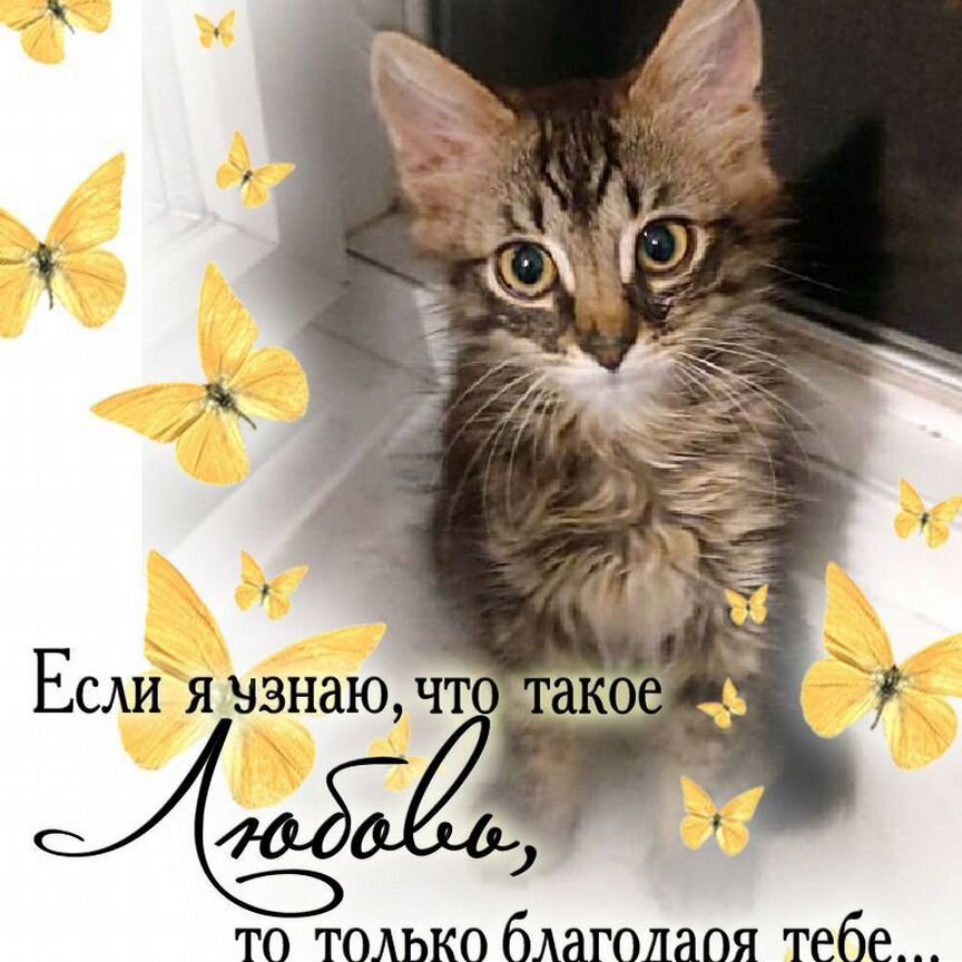 Котенок Яша в добрые руки