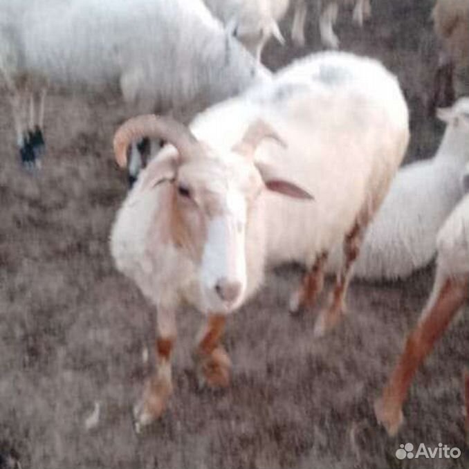 Овцы бараны