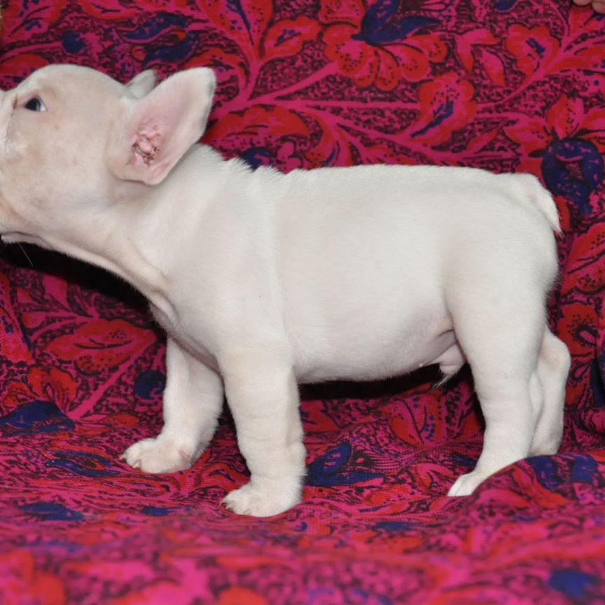 Белоснежный мальчик РКФ