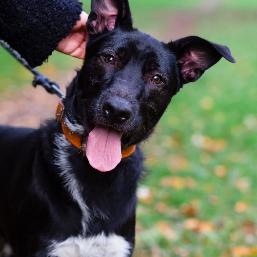 Взрослый пёс в добрые руки