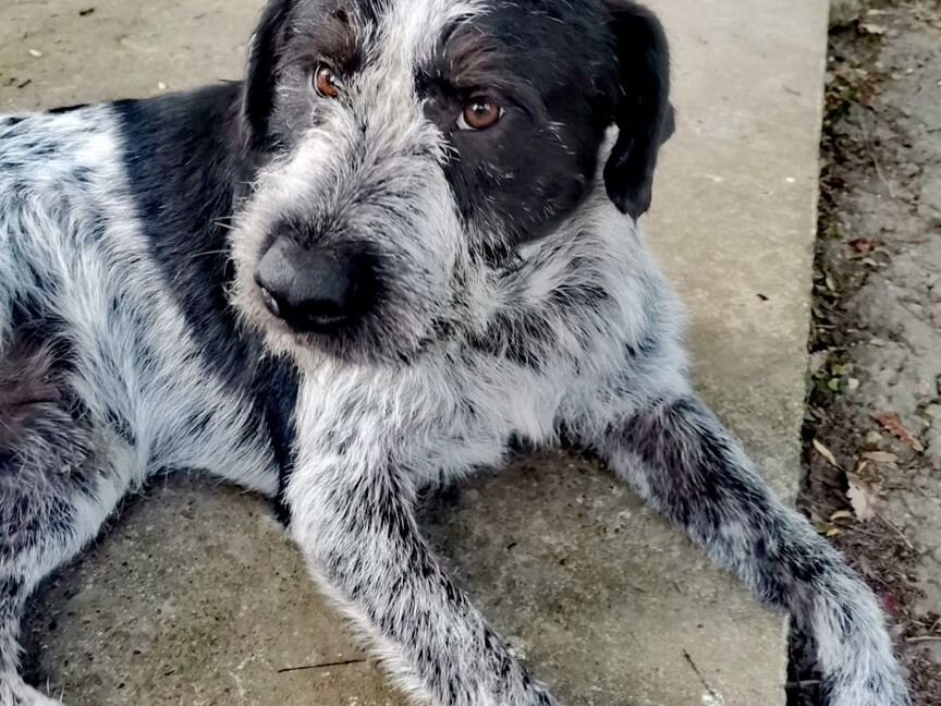 Собака в добрые руки