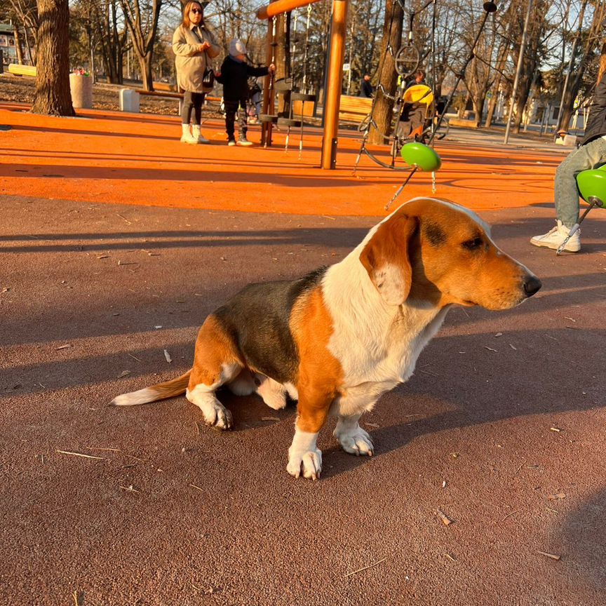 Ессентуки Чей потеряшка