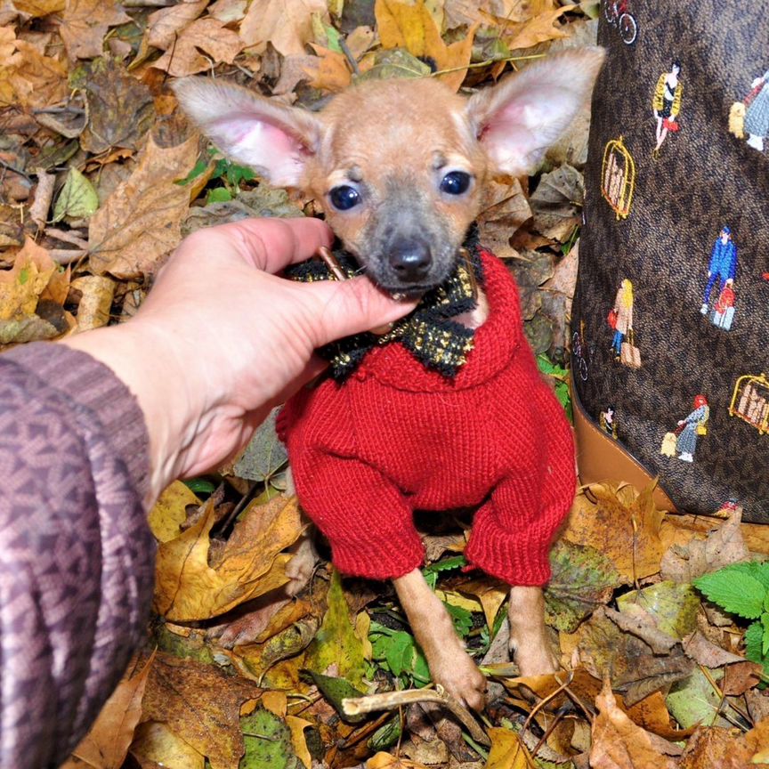 Мини оленёнок мальчик