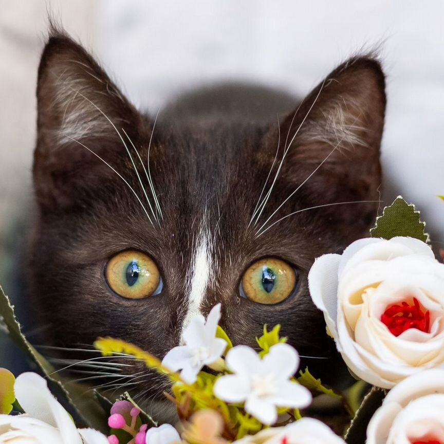 Черный котенок Бумер в дар