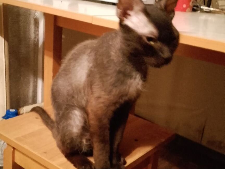 Кошки в добрые руки бесплатно