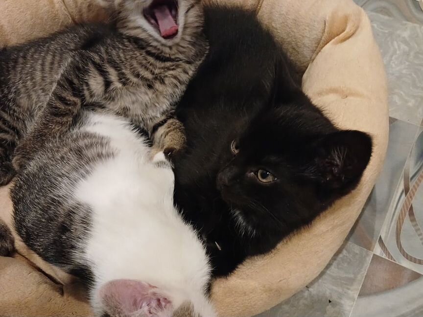 Котята ищут дом