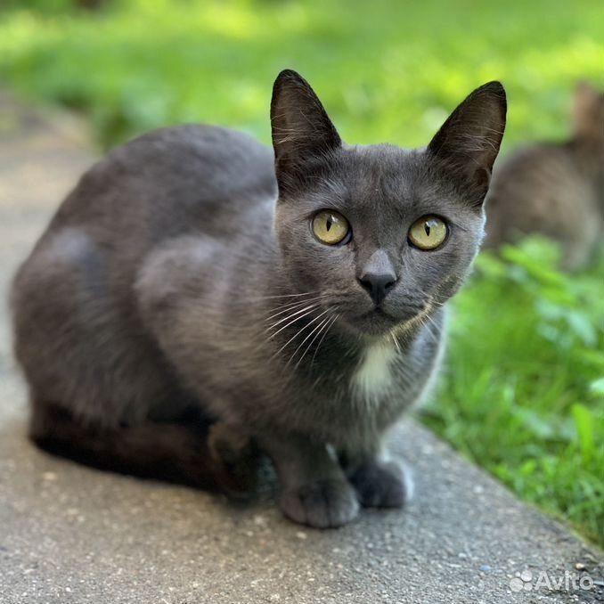 Молодая кошечка Дымка дымчатая короткошерстная