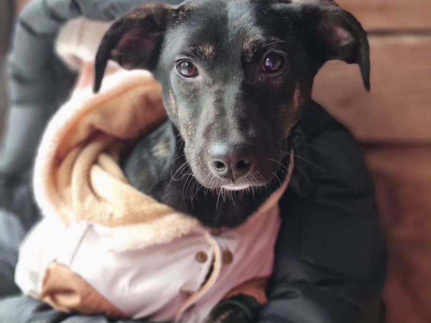 Собака в добрые руки