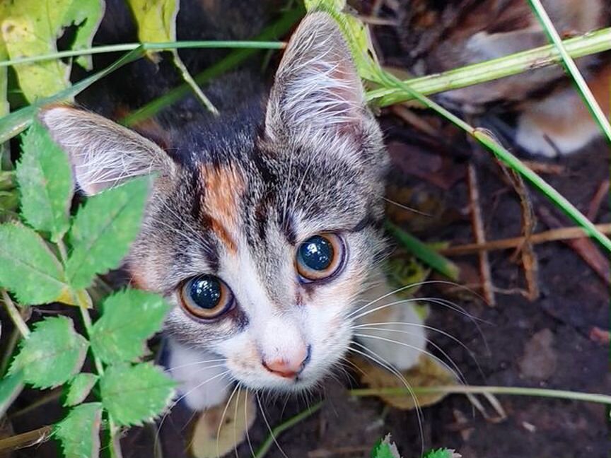 Котята трехцветные на удачу