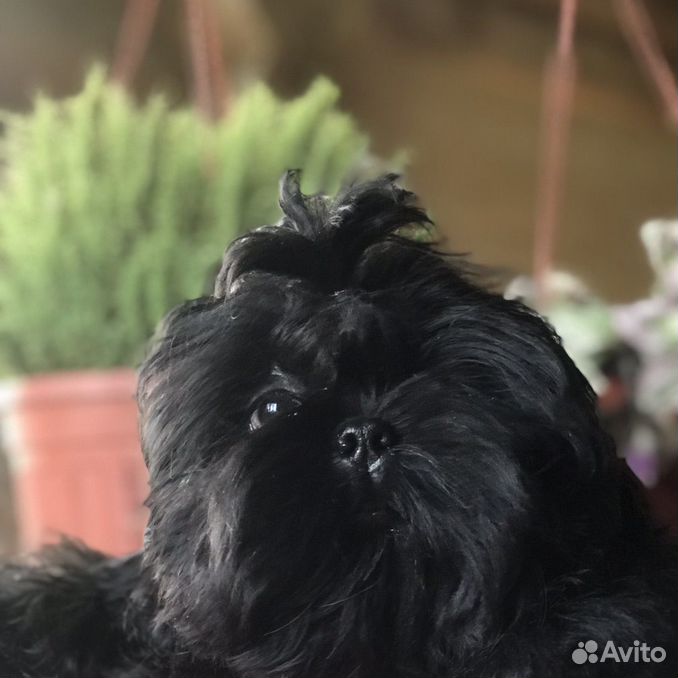 Щенок ши-тцу уголёк