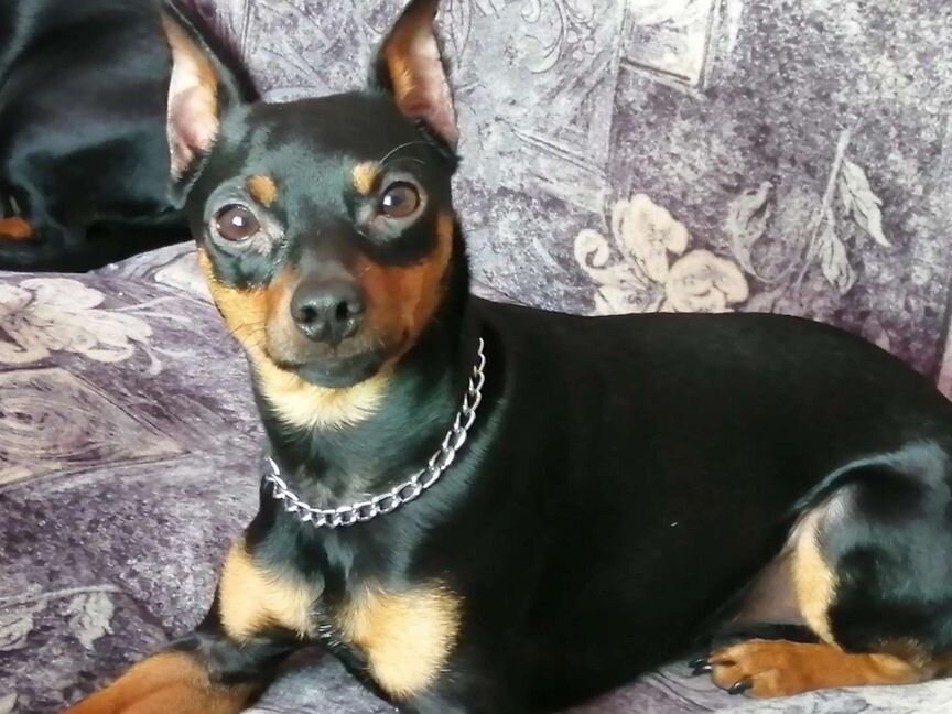 Вязка Цвергпинчер