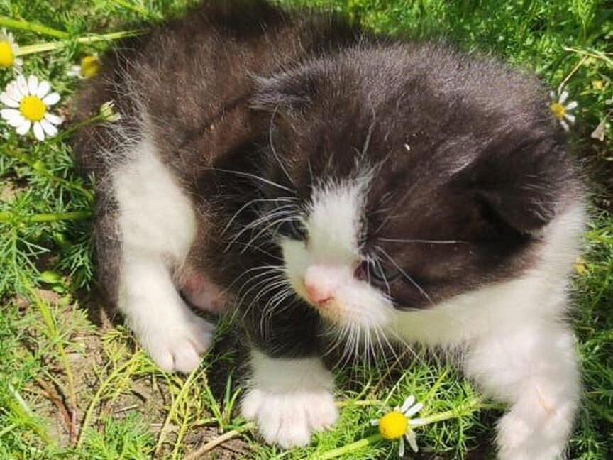 Котеночек в дар