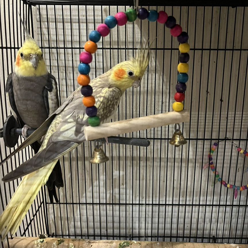 Попугаи корелла