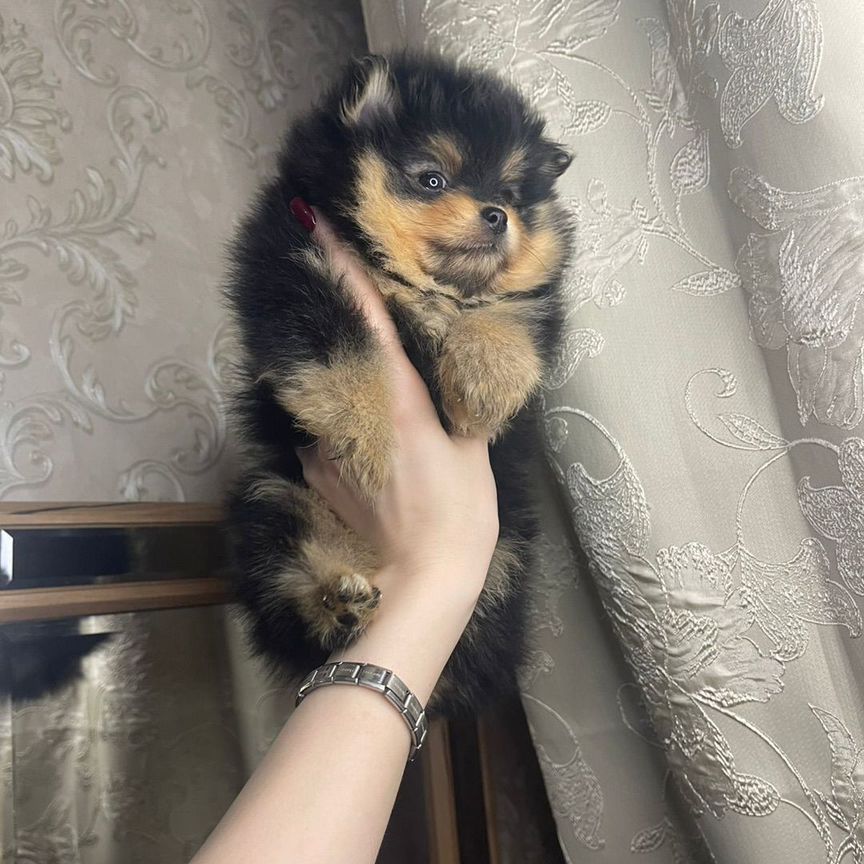 Померанские малыши