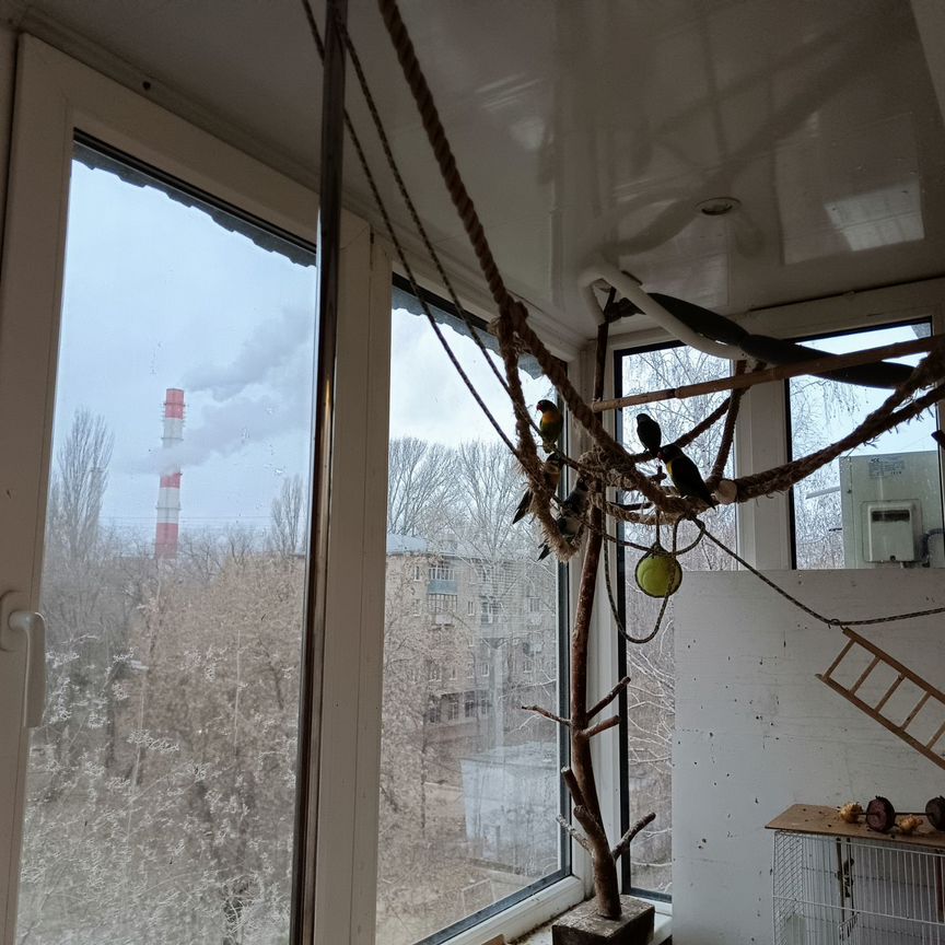 Масковые неразлучники