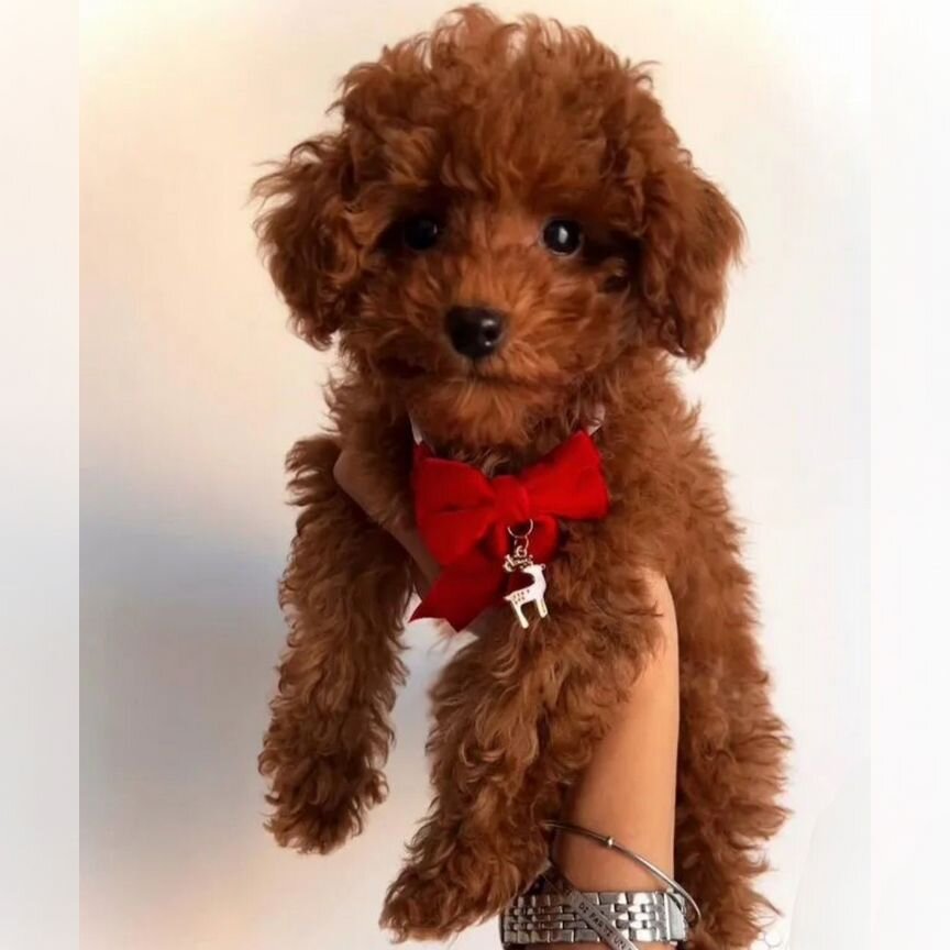 Той-пудель, щенок