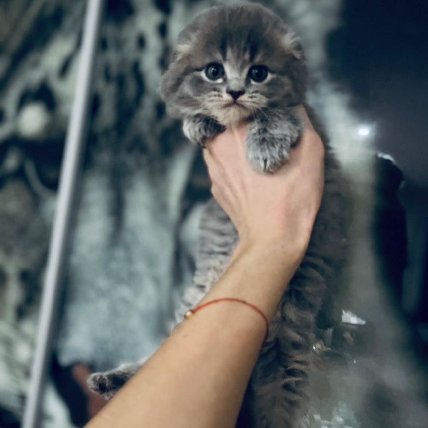 Шотландский вислоухий