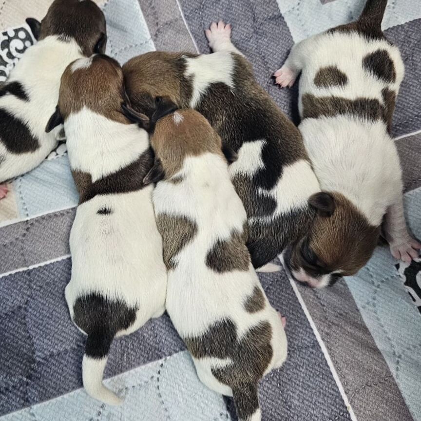 Джек-рассел-терьер, щенок