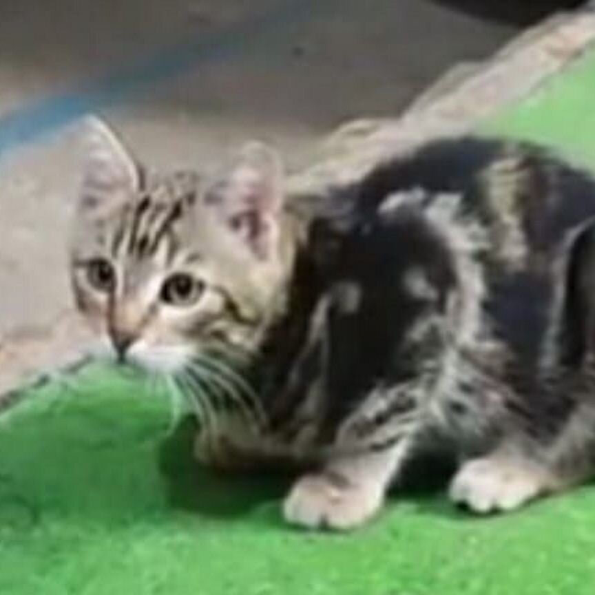 Котёнок редкого окраса 4 мес
