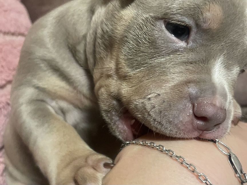 Булли покет, лиловый триколор