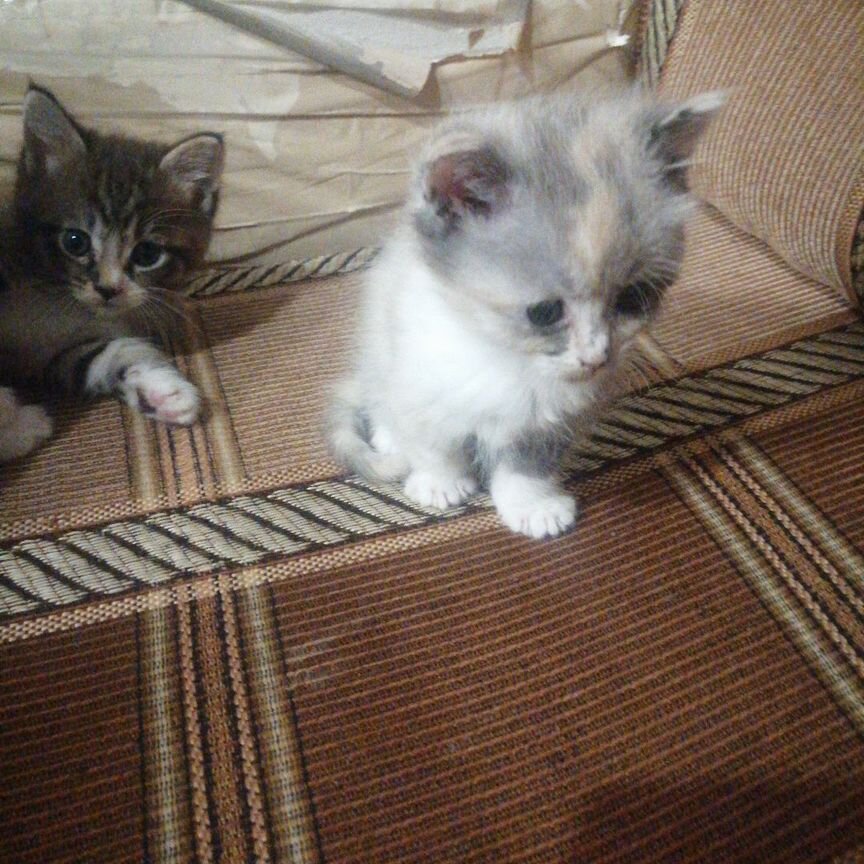 Котята мейн-кун