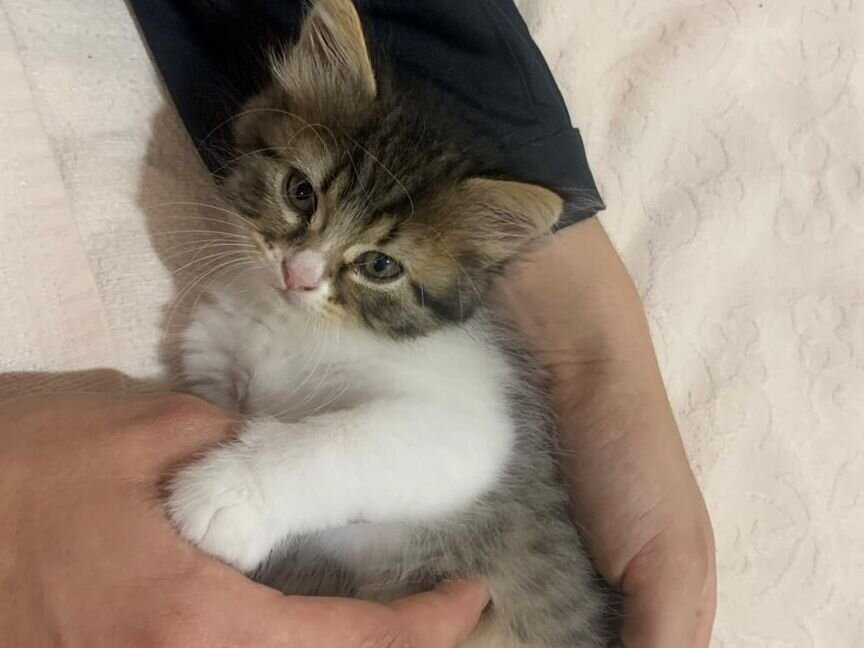 Котята