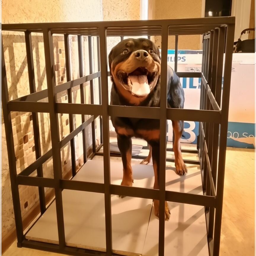 Ротвейлер, щенок