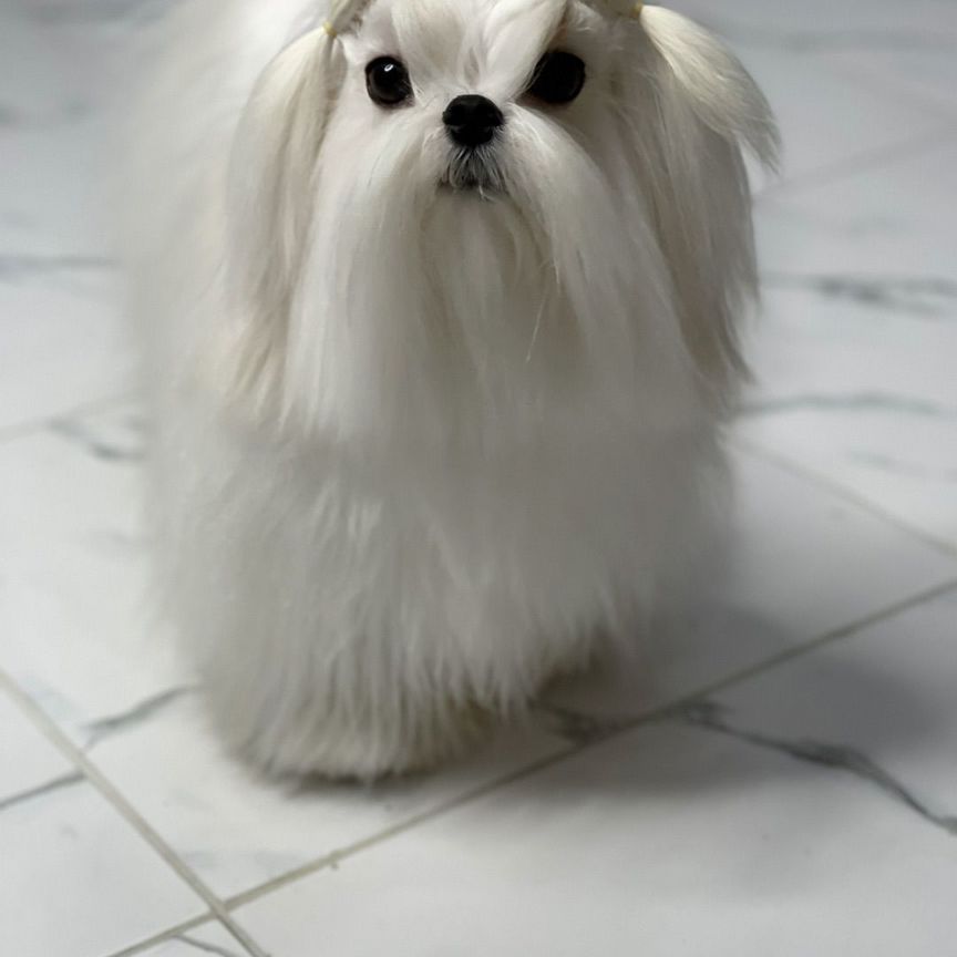 Мальтийская болонка Maltese korea